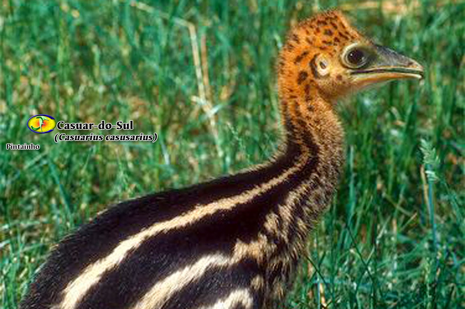 Zoologia: Casuar-do-Sul (Casuarius casuarius)